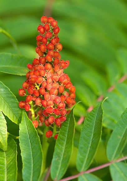 Sumac Spice: Unlock The Health Benefits And Make Feast
