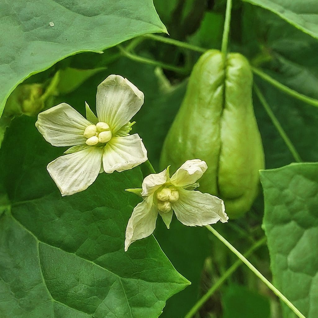 Chayote: A Useful Veggie You Need to Try