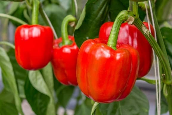 Paprika Pepper: Unlock the Vibrant World of Flavour