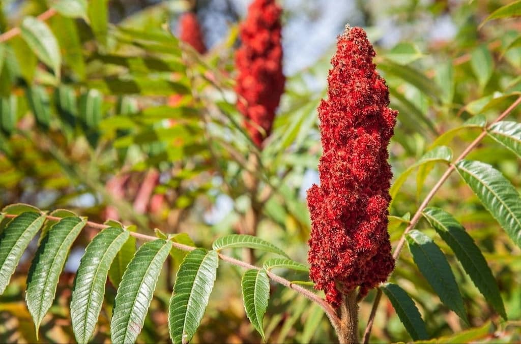 Sumac Spice: Unlock The Health Benefits And Make Feast