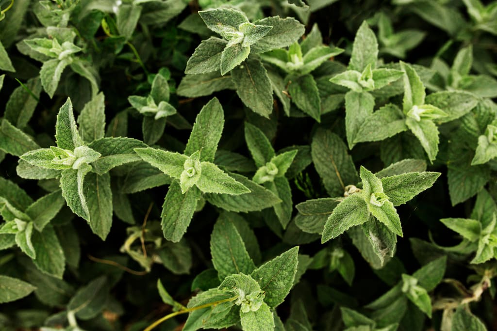 Mexican Oregano 5: A Culinary Treasure Found on Earth Now