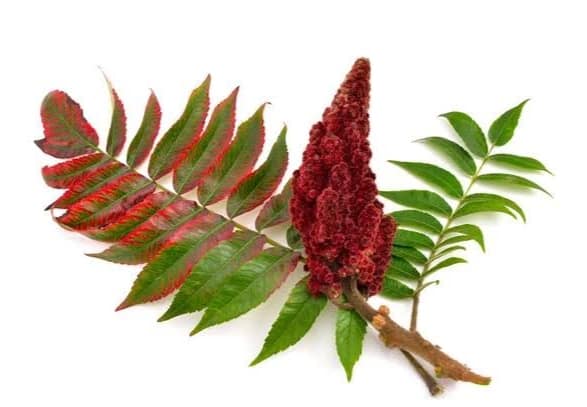 Sumac Spice: Unlock The Health Benefits And Make Feast