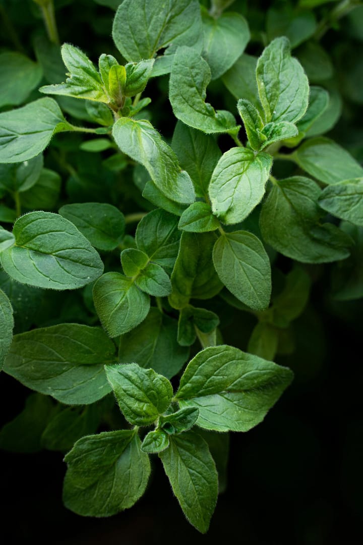 Mexican Oregano 5: A Culinary Treasure Found on Earth Now